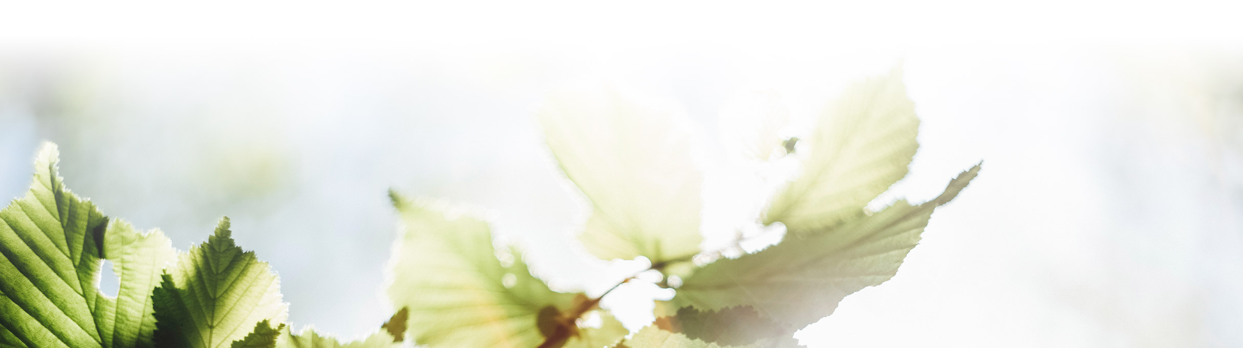 News & Resources | AttoCaribbean